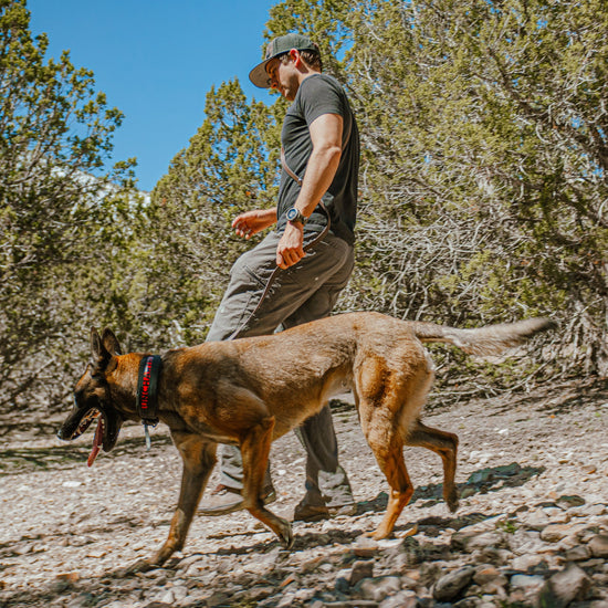 Uncharted Supply The Wolf Pack First Aid Dog Collar | Uncrate Supply