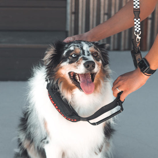 Uncharted Supply The Wolf Pack First Aid Dog Collar | Uncrate Supply